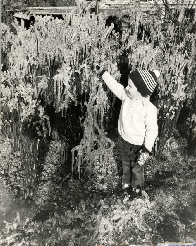 Frost covered punga trees: Picturing Canterbury | Christchurch City ...